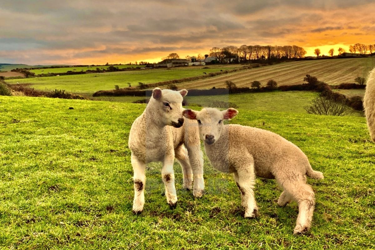 Two Little Lambs - Writing Hood